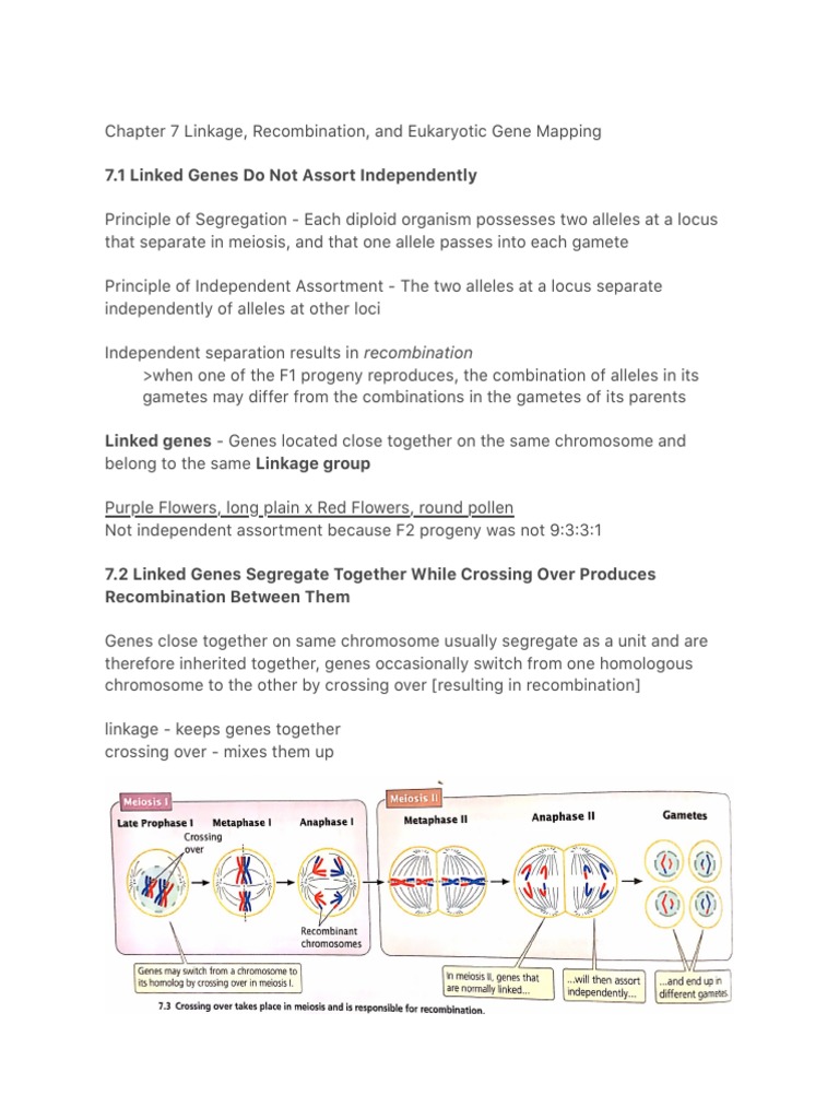 Chapter 7 Linkage, Recombination, and Eukaryotic Gene Mapping | PDF ...
