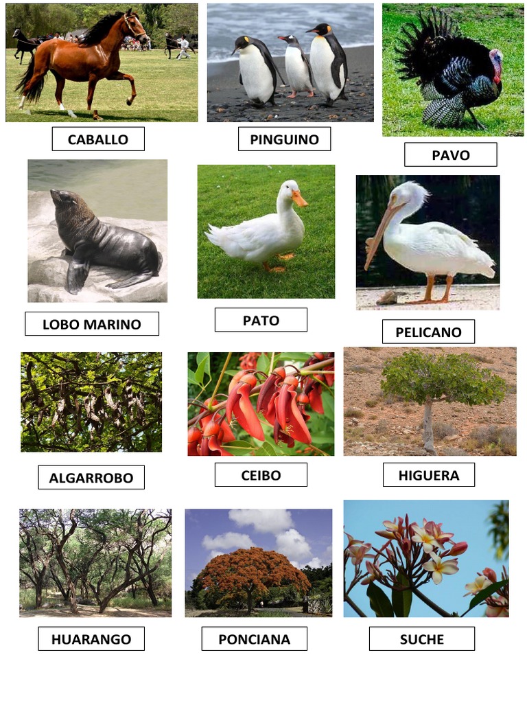 Animales Costa Sierra y Selva | PDF