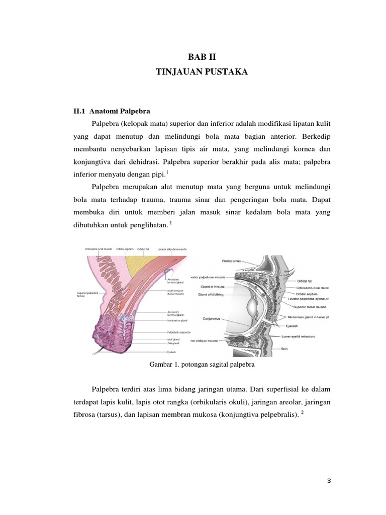 Anatomi dan Infeksi Palpebra | PDF | Kajian Bahasa Asing | Kesehatan ...