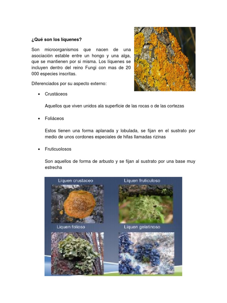 Qué Son Los Líquenes | PDF | Simbiosis | Ecosistema