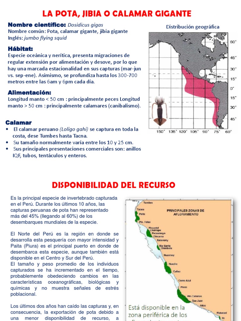 Calamar, Pota o Jibia | PDF | Perú | Naturaleza