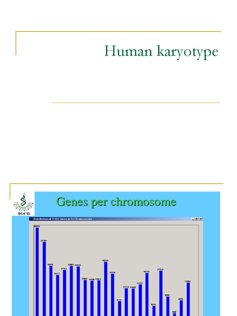 KARYOTYPE | PDF | Chromosome | Cell Biology
