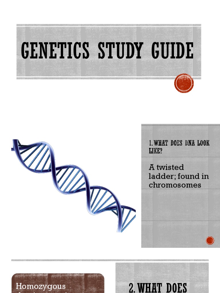 Genetics Study Guide With Answers | PDF | Zygosity | Dominance (Genetics)
