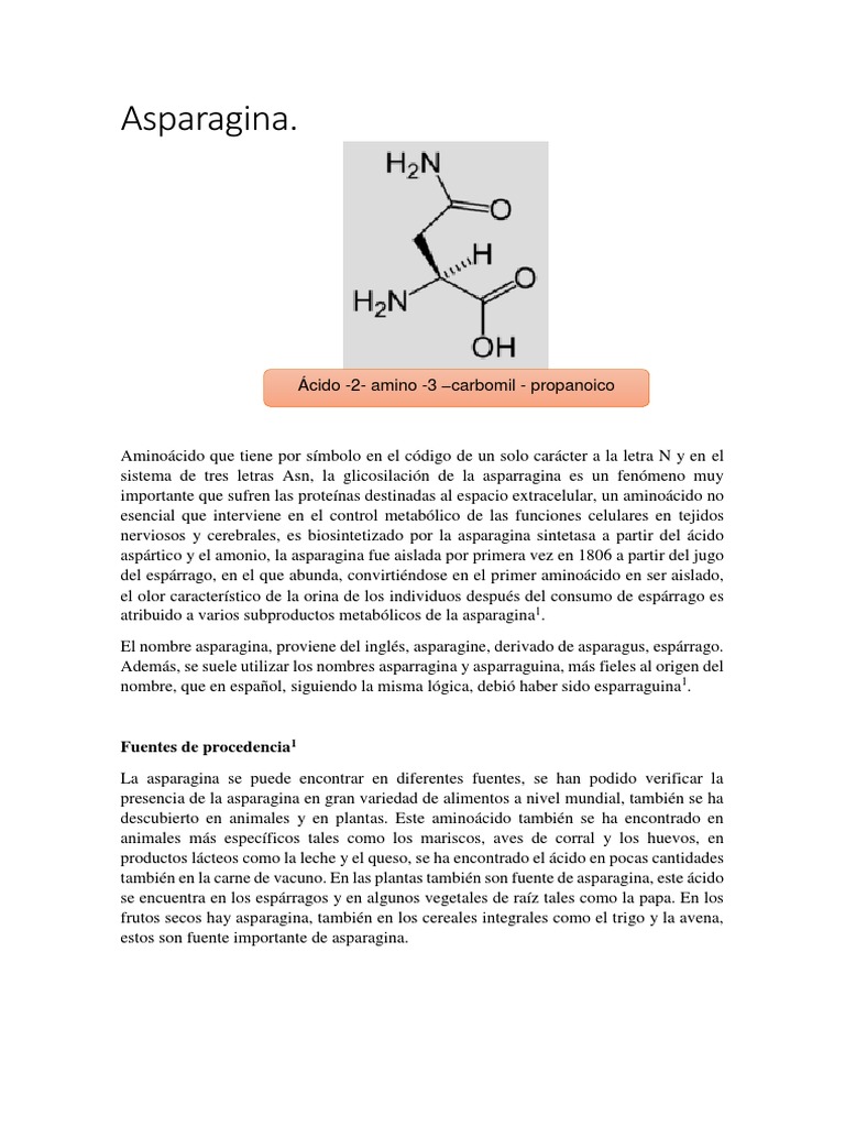 Asparagina | Bioquímica | Biología