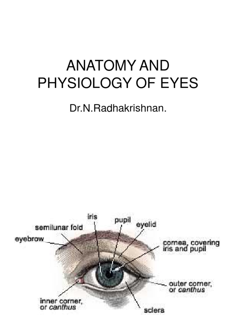 Anatomy and Physiology of Eyes (Physiotherapy) | PDF