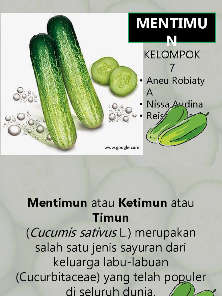 Budidaya dan Manfaat Mentimun | PDF