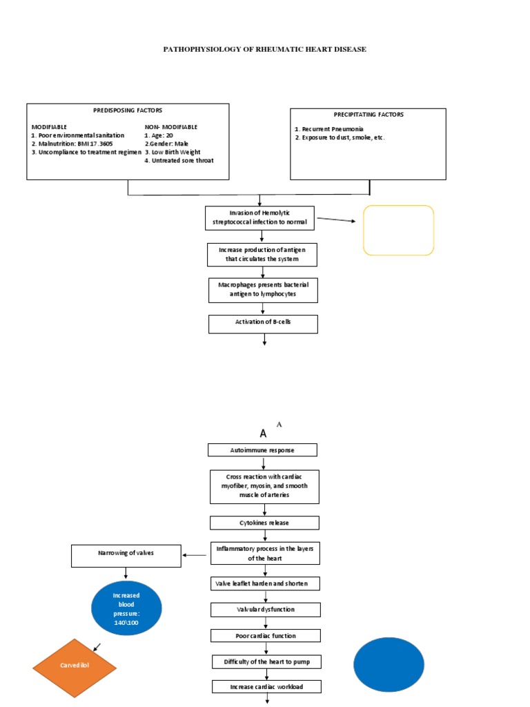 Pathophysiology Of Rheumatic Heart Disease Medical Specialties