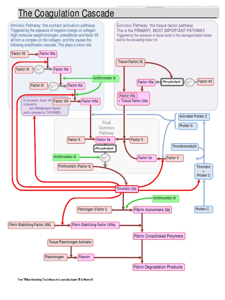 Coagulation Cascade | PDF | Coagulation | Macromolecules