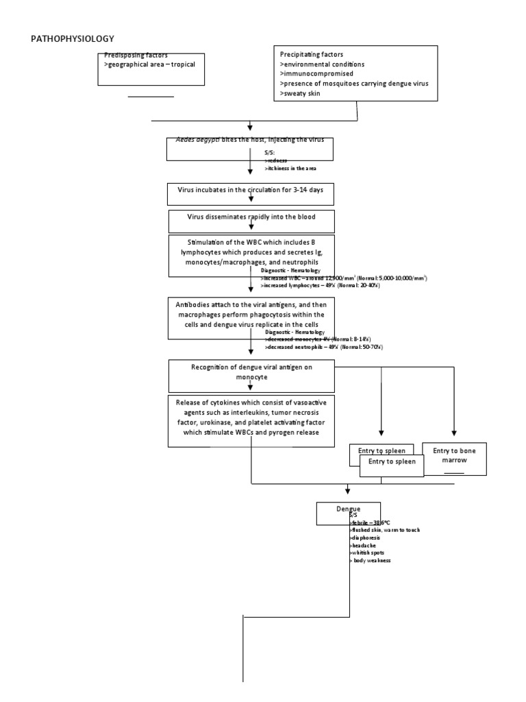 Pathophysiology of Dengue Fever and Dengue Hemorrhagic Fever | PDF ...