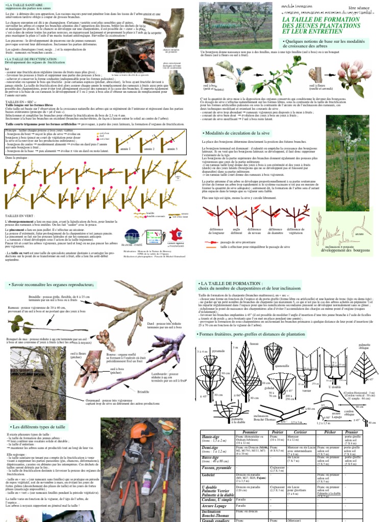 Taille Des Arbres Fruitiers Techniques | PDF | Bourgeon (botanique) | Arbres