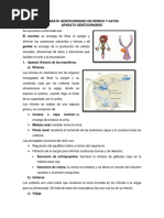 Cápsula de Glisson | PDF | Tejido adiposo | Riñón