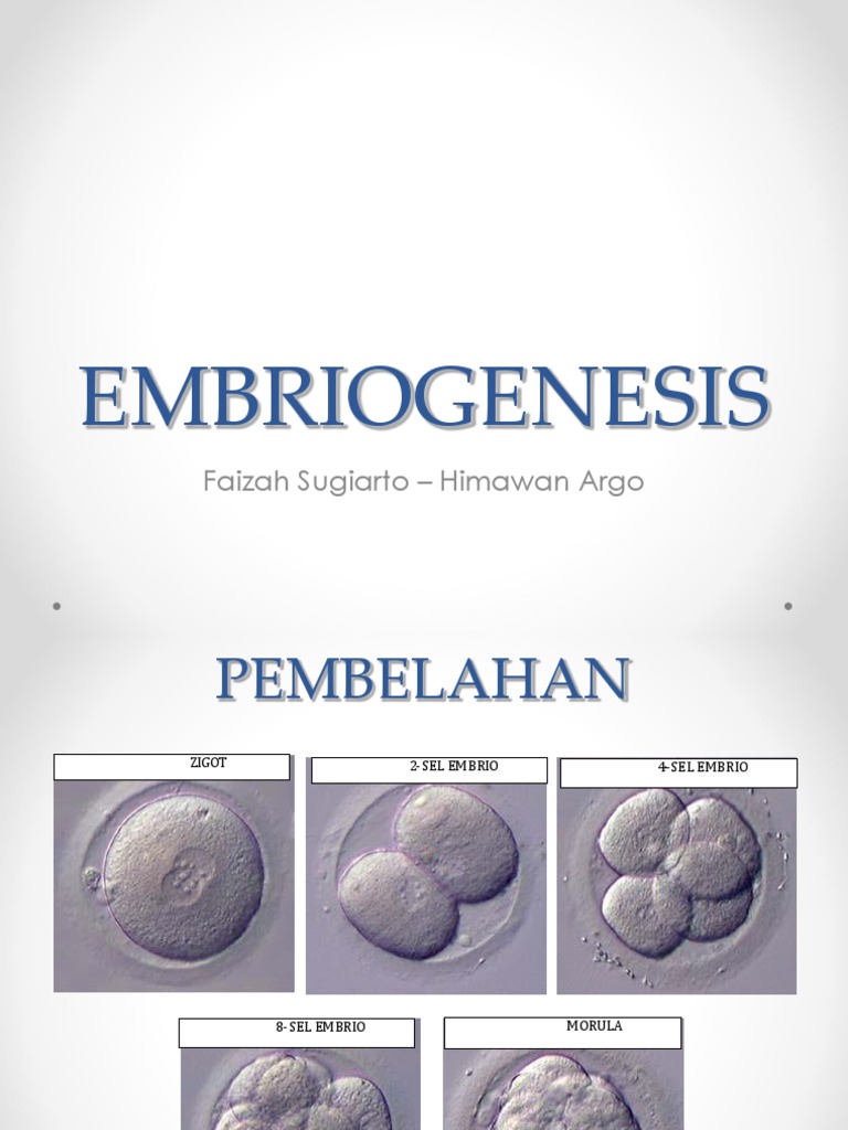 Embriogenesis LO 2 | PDF