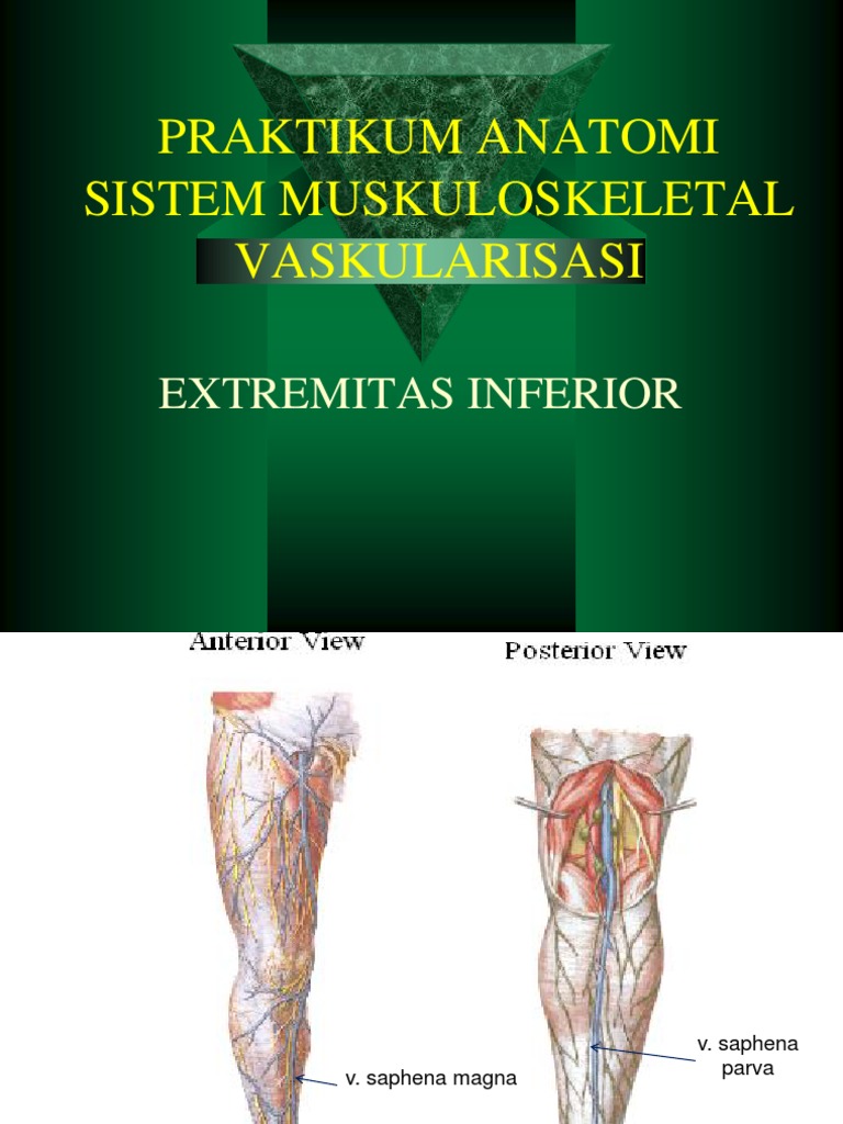 Vaskularisasi Extremitas Inferior | PDF