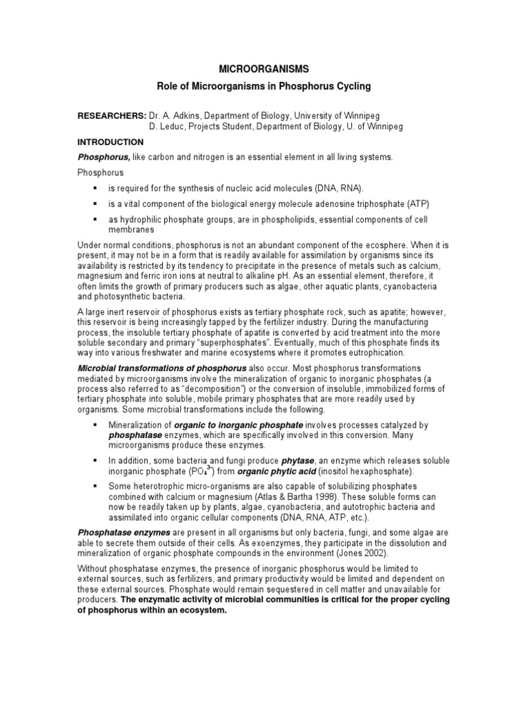 Microbial Role in Phosphorus Cycling | PDF | Phosphate | Phosphorus