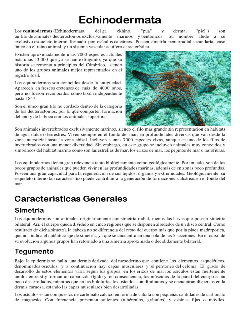 Echinoderm at A | PDF | Zoología | Organismos