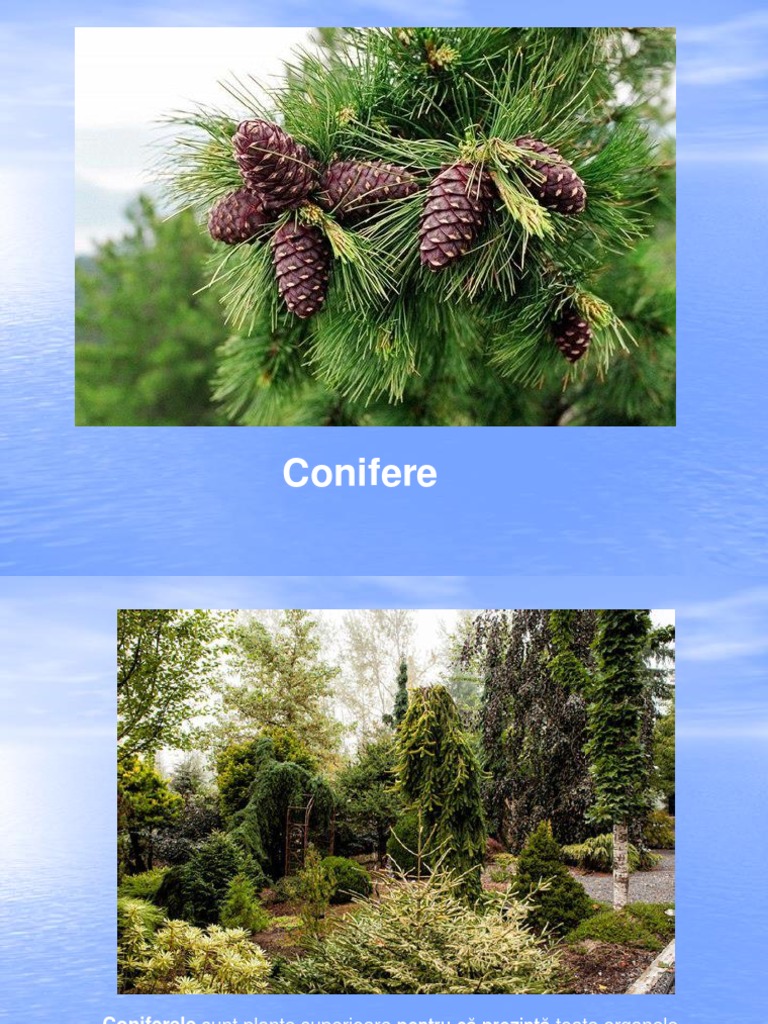 Conifere | PDF
