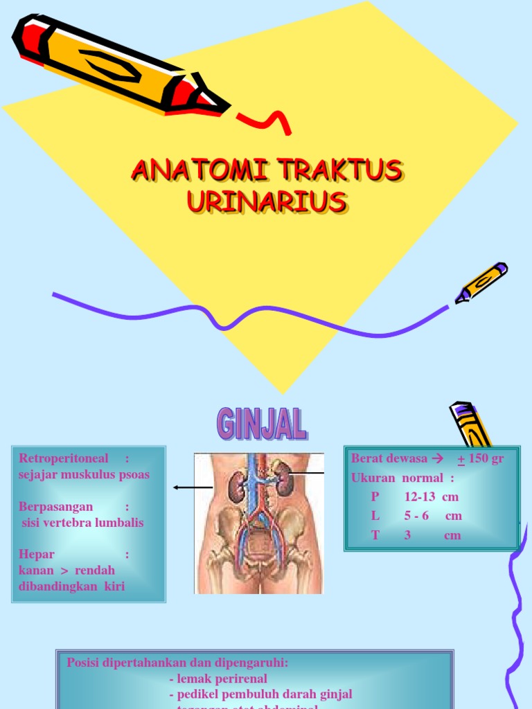 Anatomi Traktus Urinarius | PDF