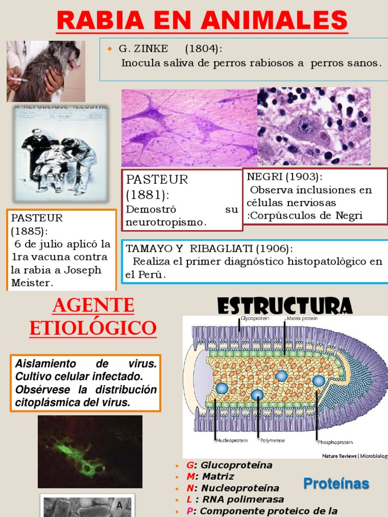 Rabia: Patógeno, Transmisión, Diagnóstico y Control | PDF | Rabia ...
