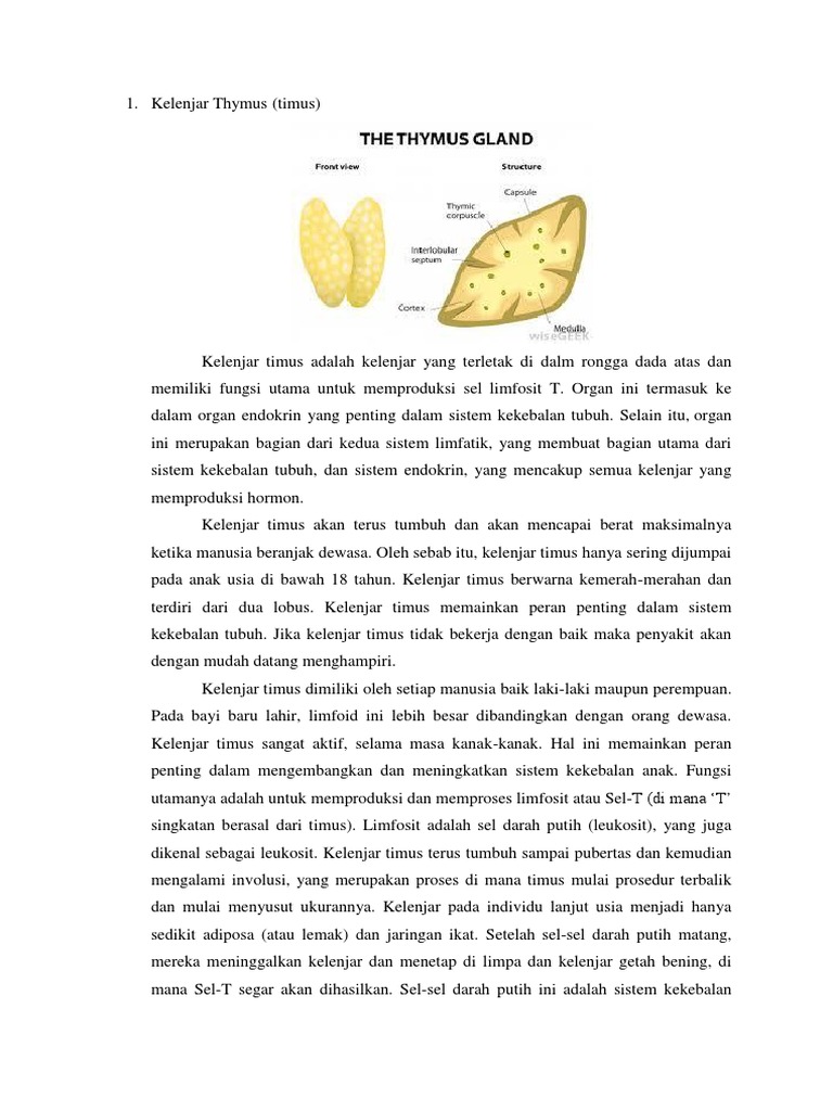 Kelenjar Thymus | PDF | Sains & Matematika