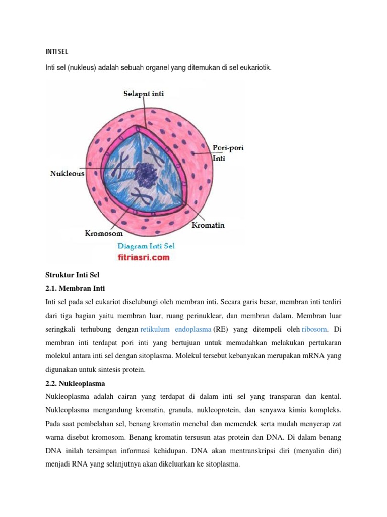 Inti Sel | PDF | Sains & Matematika
