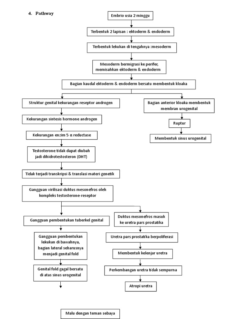 Pathway Hipospadia | PDF