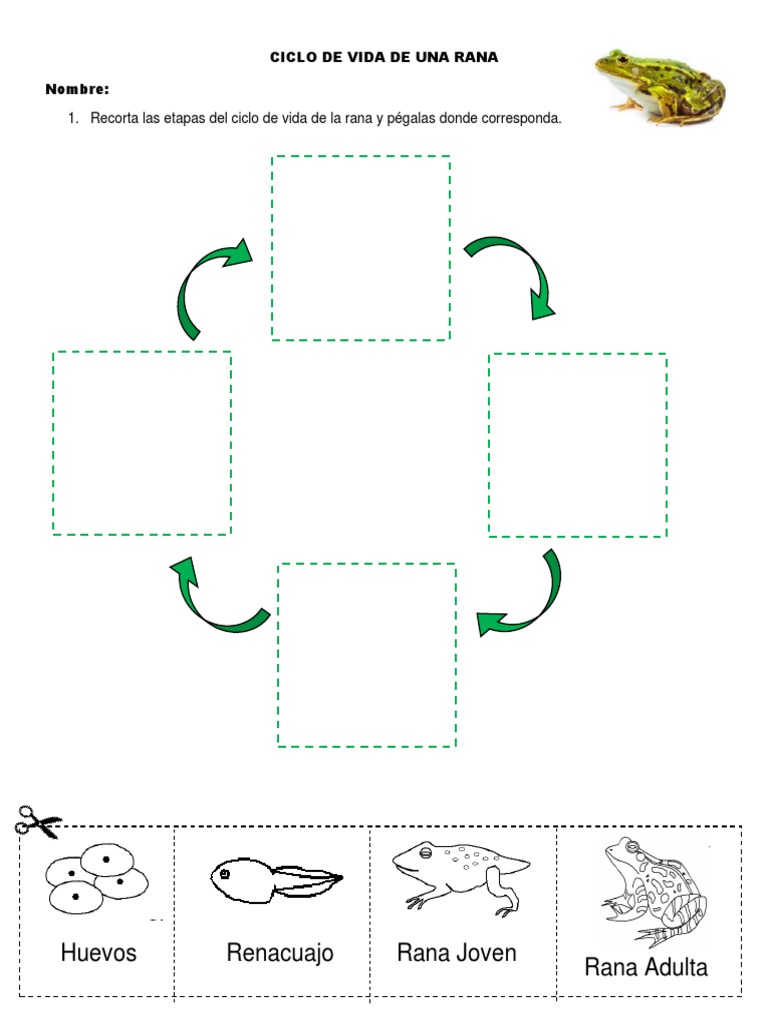 Ciclo de Vida de Una Rana