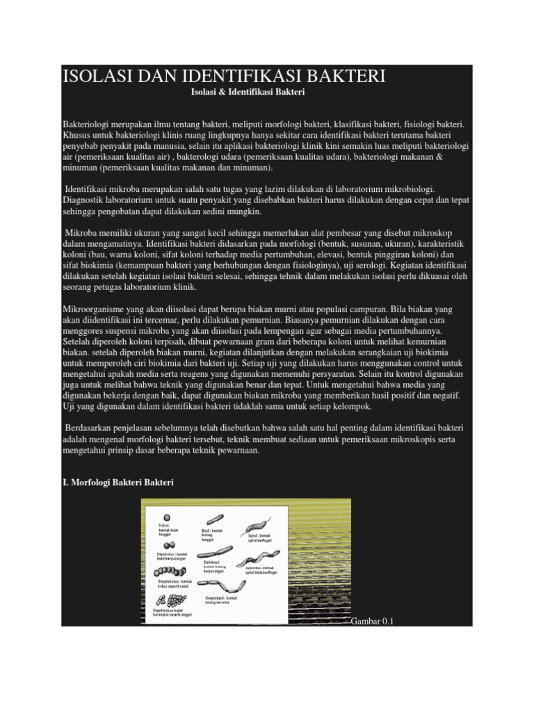 Isolasi Dan Identifikasi Bakteri | PDF