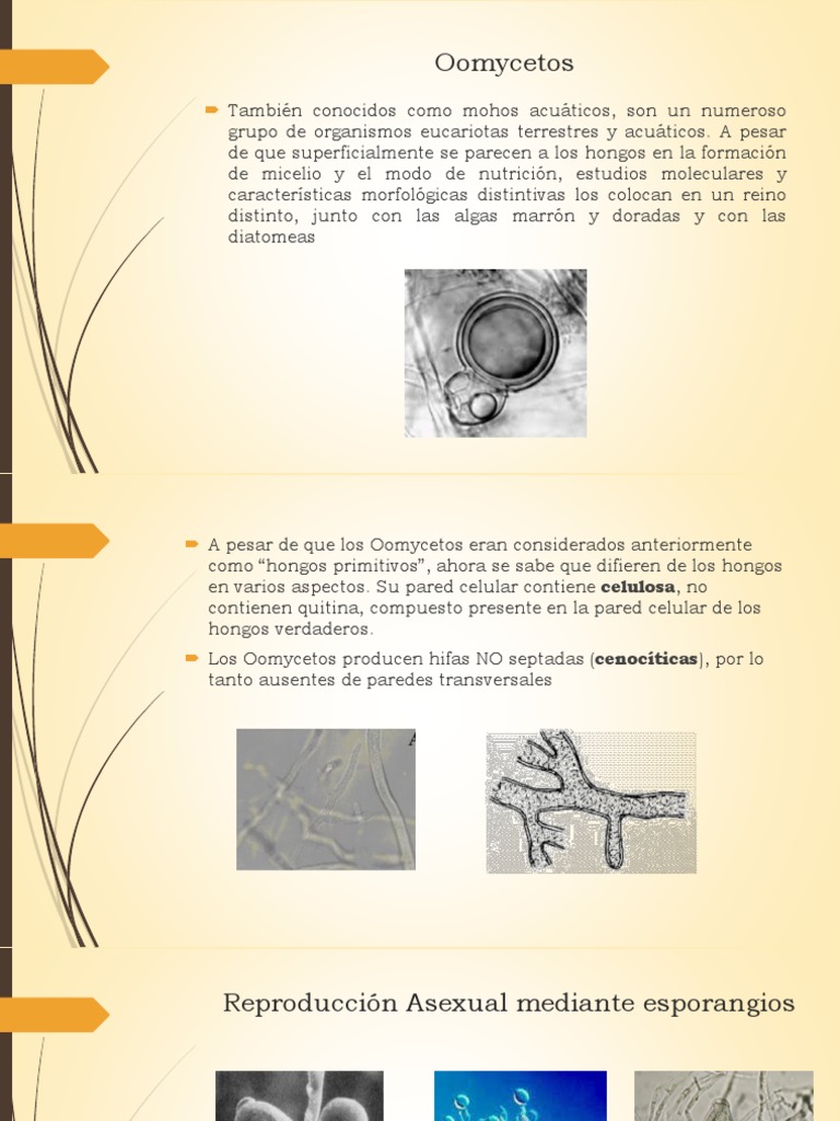 Características y control de oomicetos | PDF | Hongo | Organismos