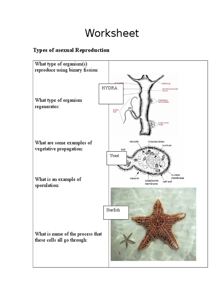 Le Types of Asexual Reproduction Worksheet | PDF
