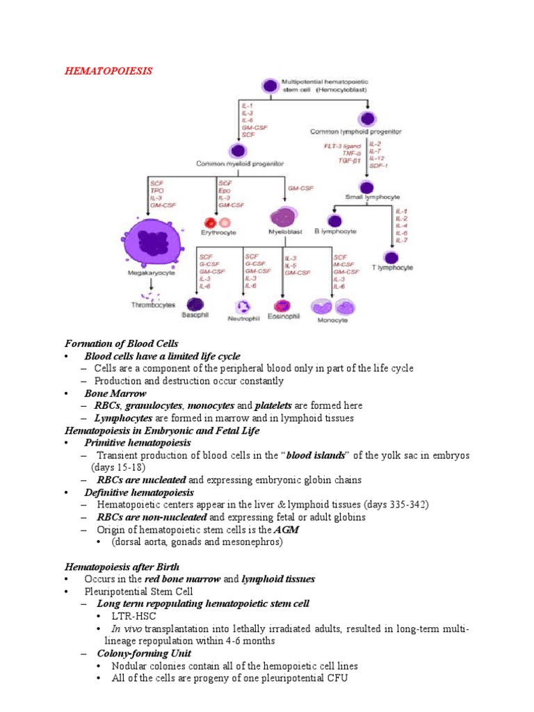 HEMATOPOIESIS | Haematopoiesis | Granulocyte
