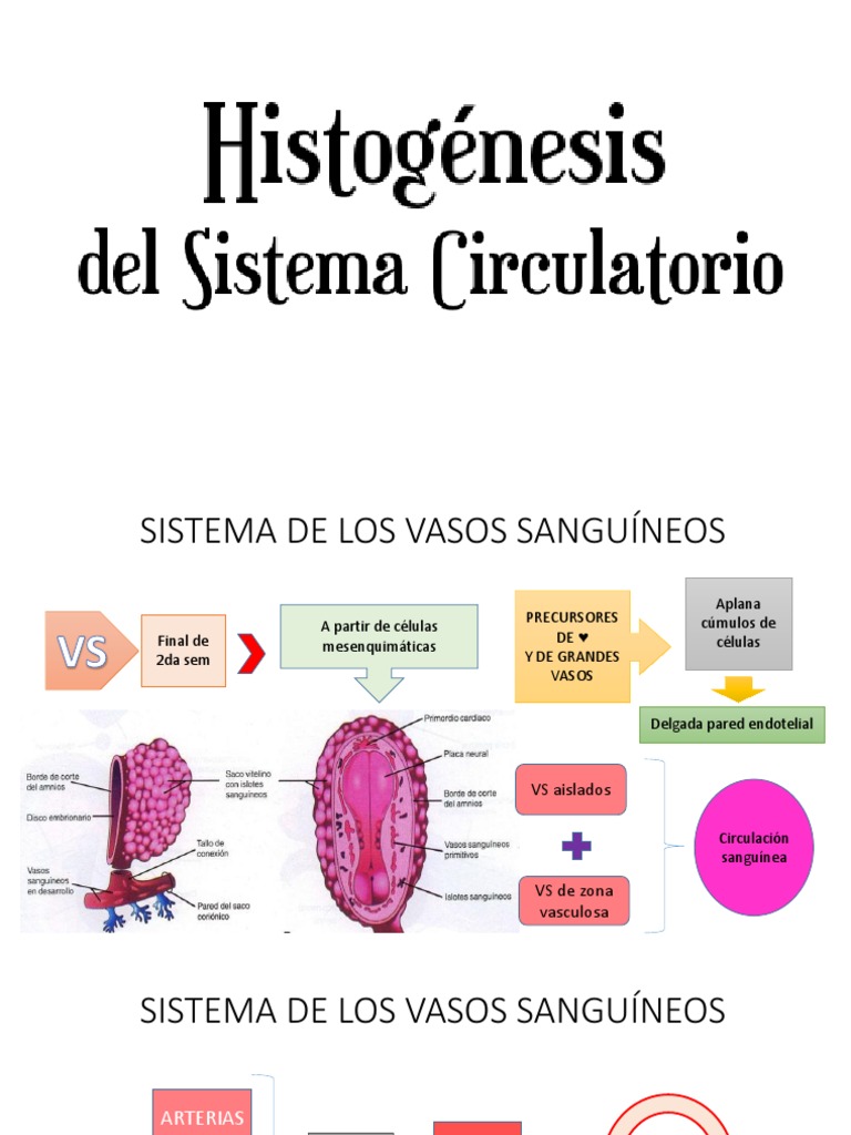 HISTOGENESIS | PDF