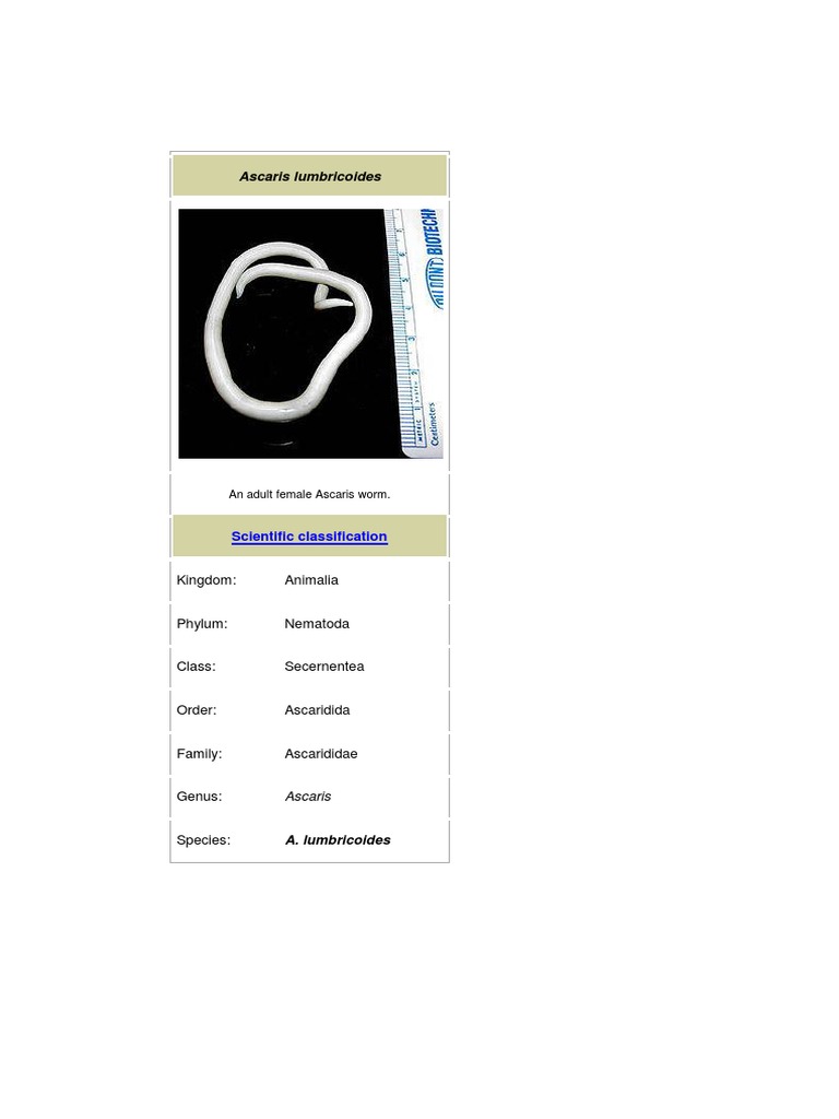 Taxonomy of Ascaris lumbricoides | PDF | Home & Garden | Young Adult
