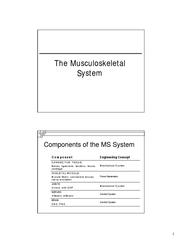 The Musculoskeletal System | PDF | Muscle Contraction | Muscle