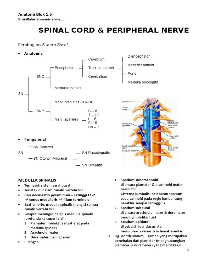 Anatomi Medulla Spinalis dan Saraf Spinal | PDF