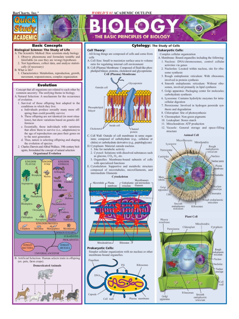 Quick Study - Biology PDF | PDF | Latin Script