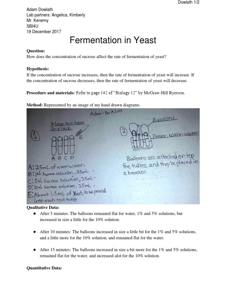 Sucrose Impact on Yeast Fermentation | PDF | Cooking, Food & Wine ...