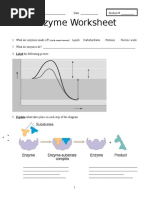 ANSWER KEY Enzyme Worksheet | PDF | Enzyme | Active Site
