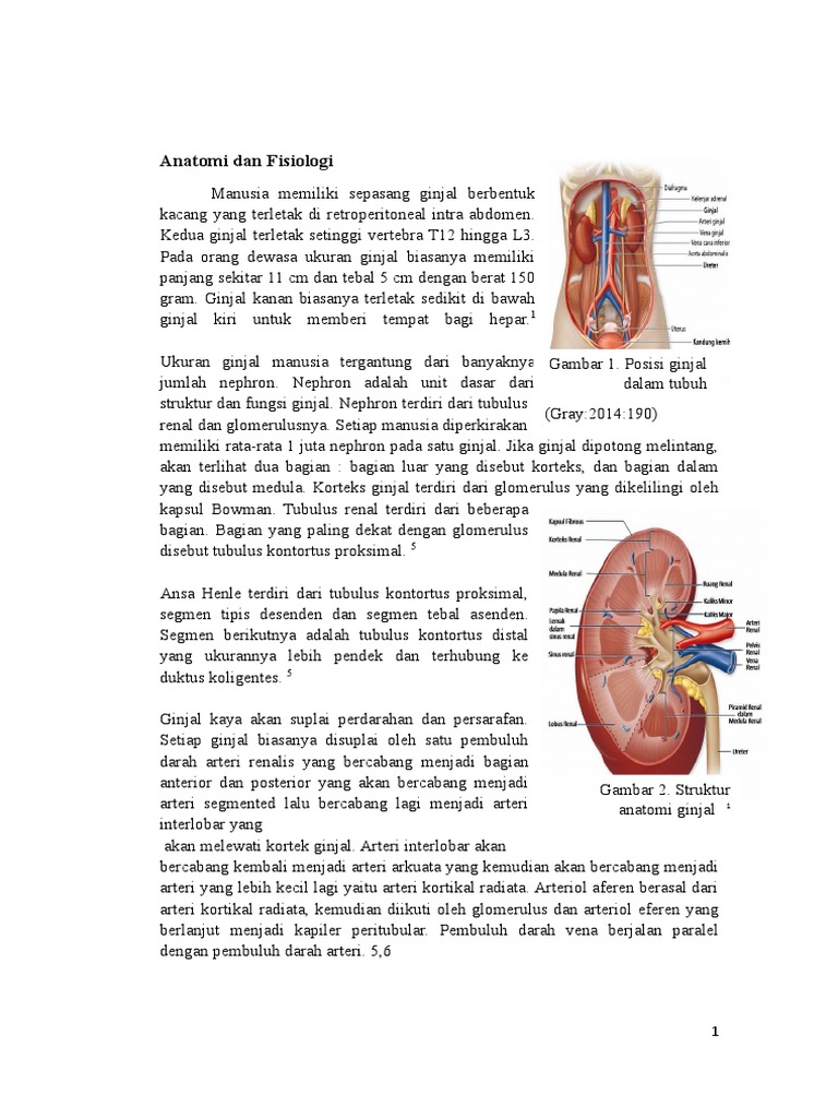 Anatomi Ginjal | PDF