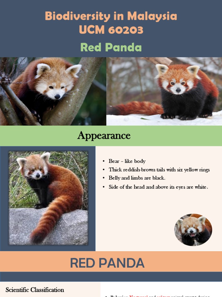 Red Panda | Giant Panda | Conservation Biology