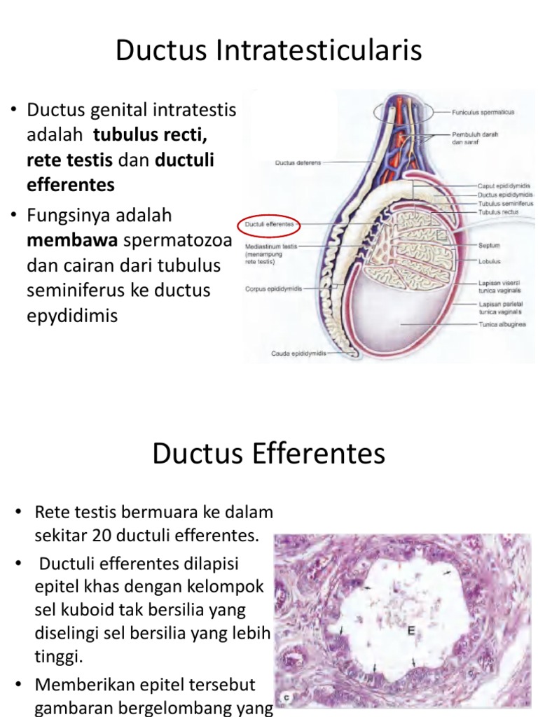Ductus Efferentes | PDF