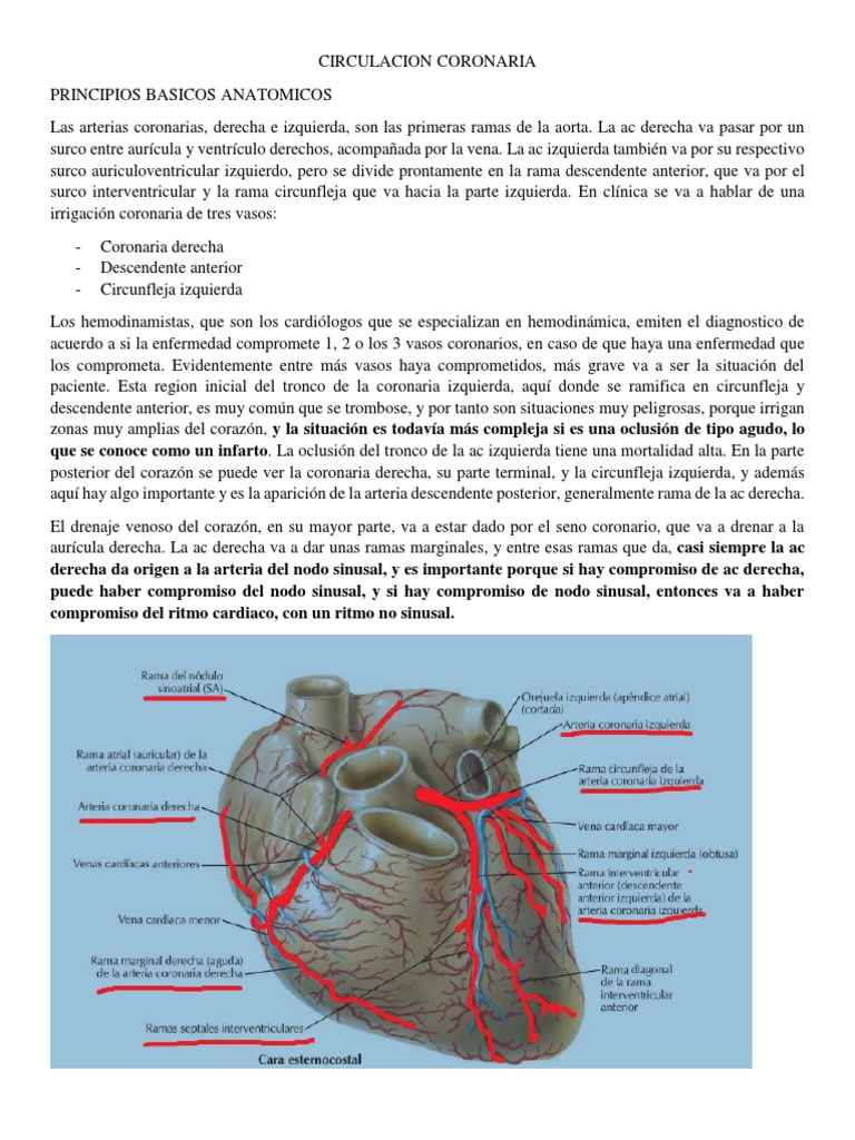 Circulacion Coronaria Pdf Corazón Hemodinámica