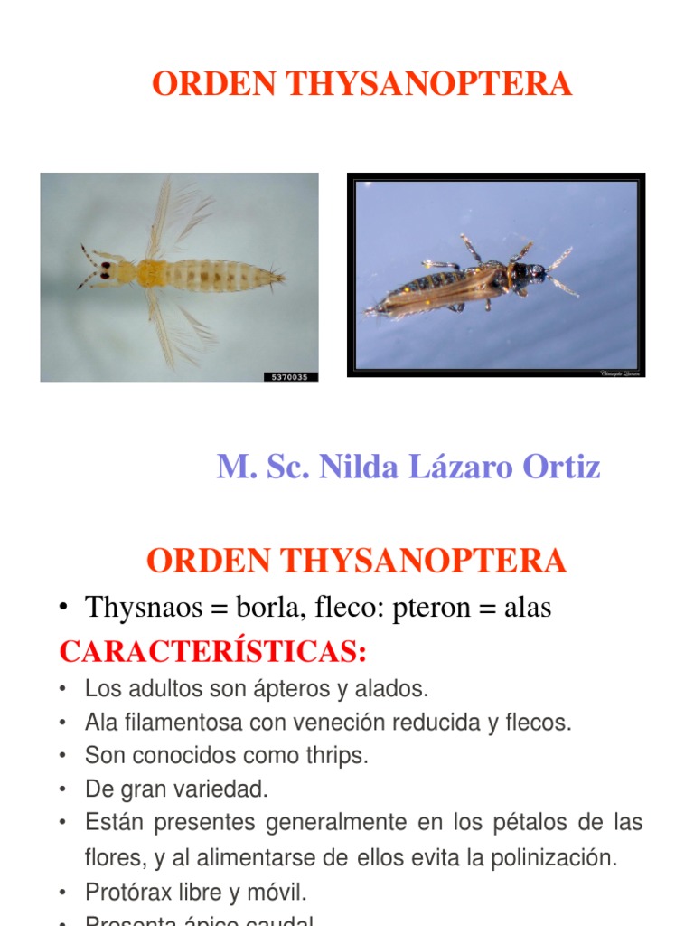 Características del Orden Thysanoptera | PDF | Ciencia y matemáticas