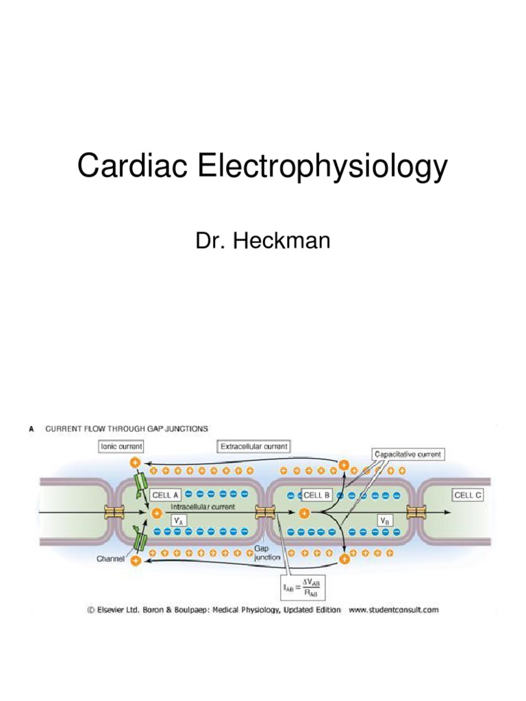 Cardiac Electrophysiology | PDF