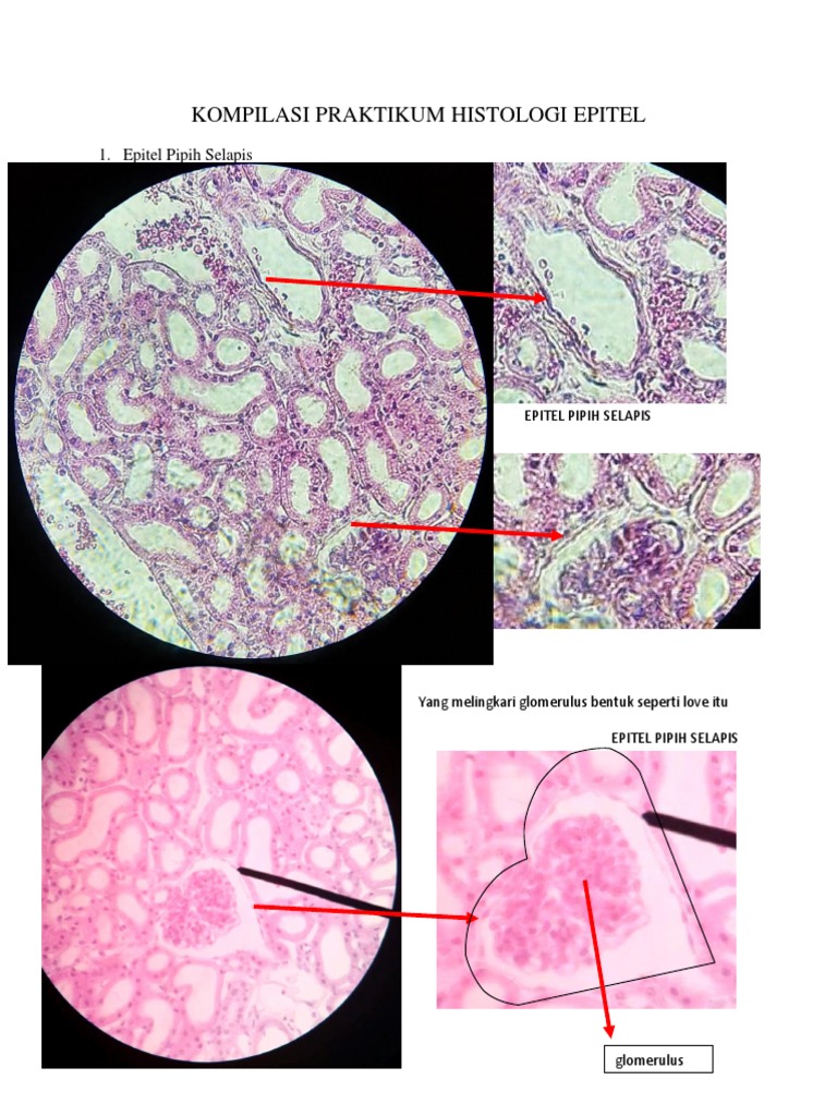 Kompilasi Praktikum Histologi Epitel | PDF