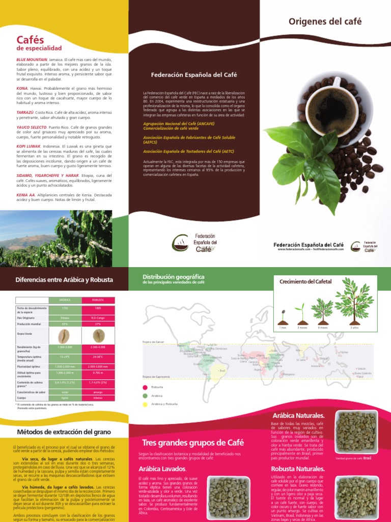 Triptico Los Origenes Del Cafe | PDF | café | Comida y bebida