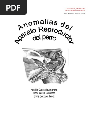 Anatomía Reproductiva Del Perro 🥰🫶Aparato Reproductor