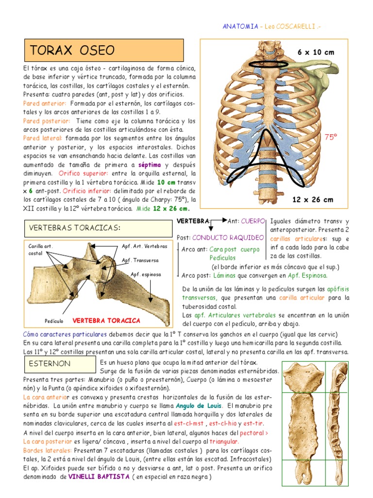 TORAX OSEO.pdf | Tórax | Vértebra