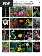 Ichu | PDF | Plantas | Horticultura y jardinería