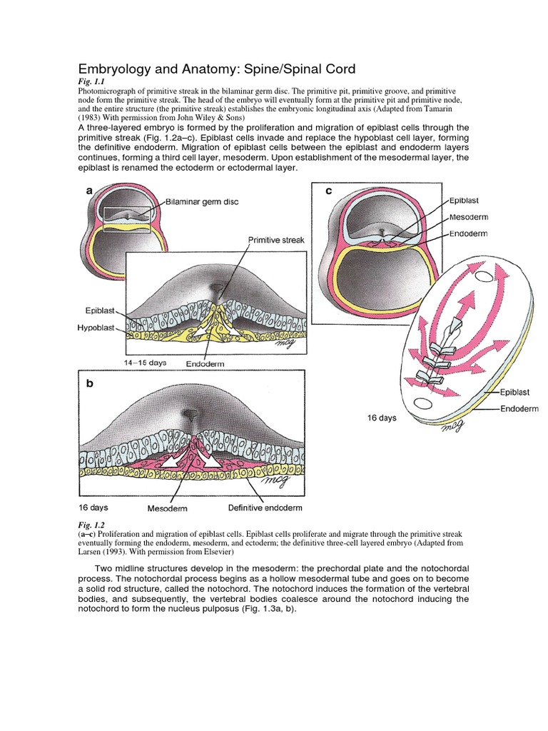 Embriologia Somitos | PDF | Vertebral Column | Reproduction