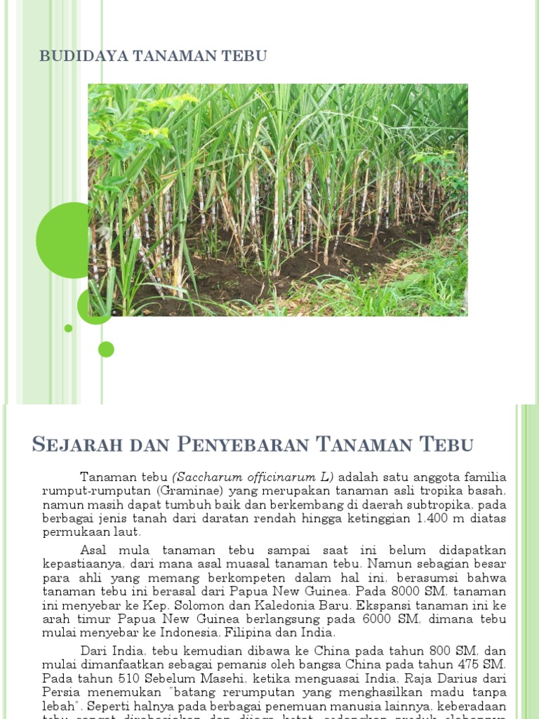 Budidaya Tanaman Tebu | PDF